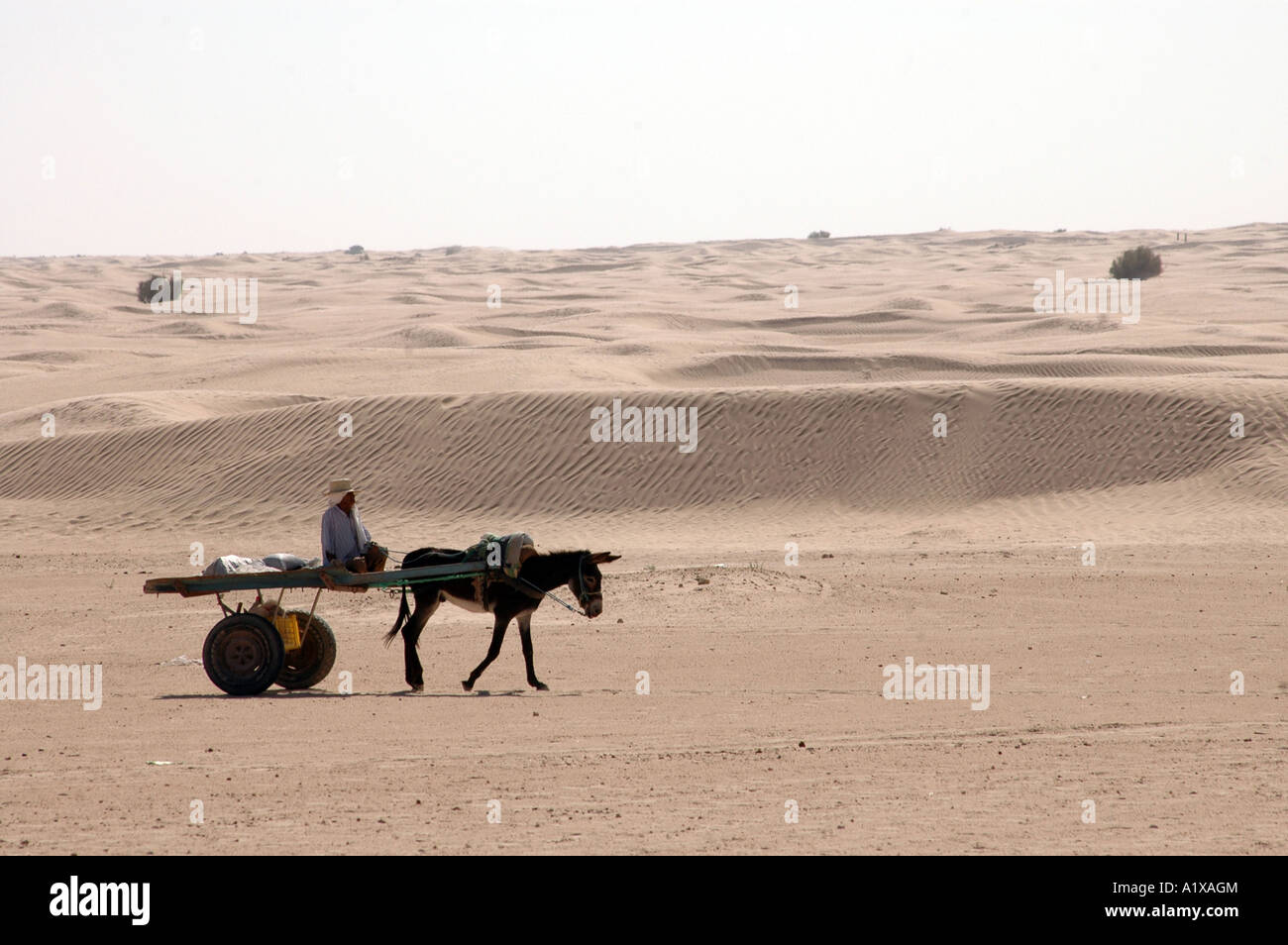 Sahara desert near Douz oasis in Tunisia Stock Photo - Alamy