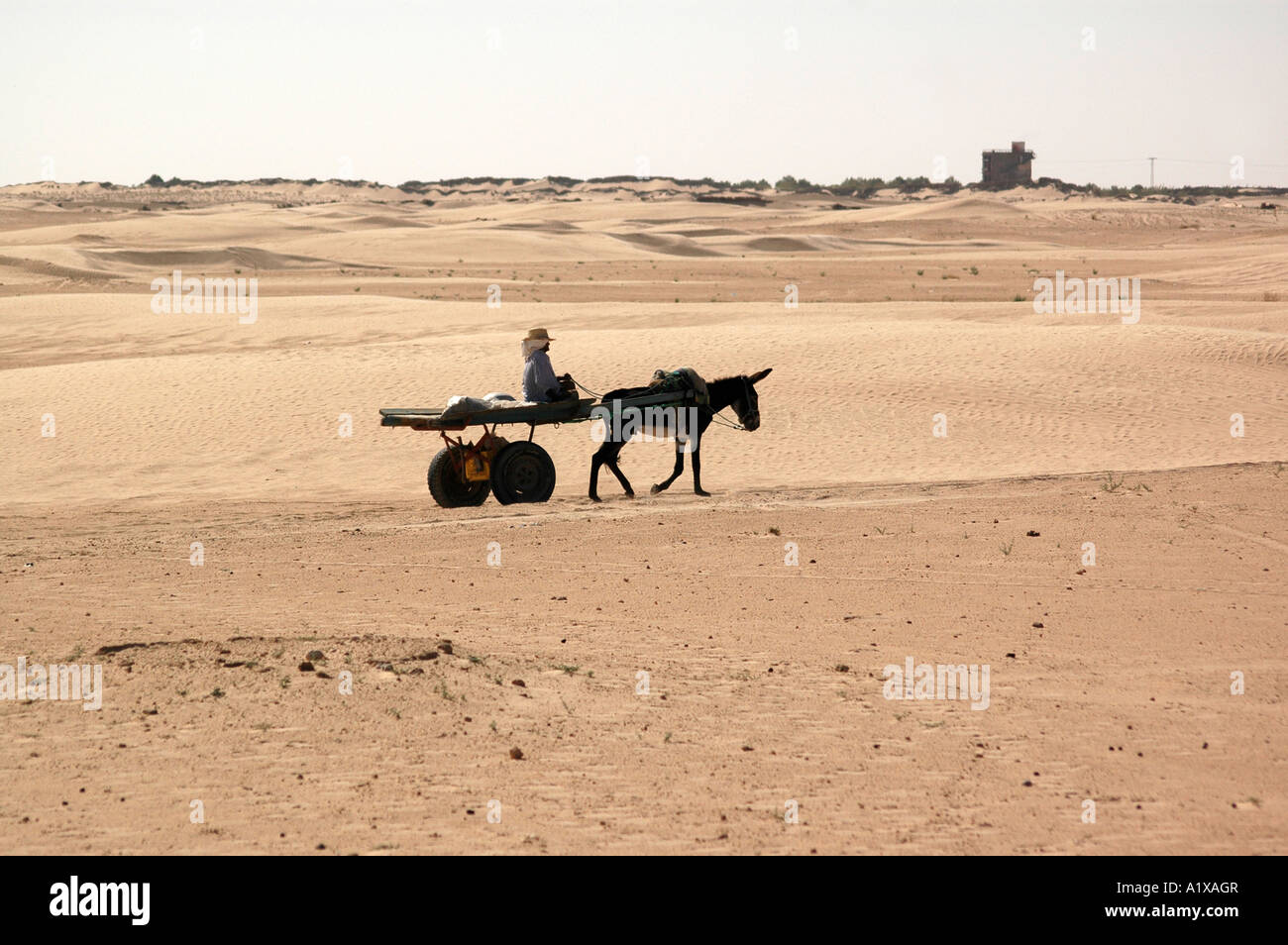 Sahara desert near Douz oasis in Tunisia Stock Photo - Alamy