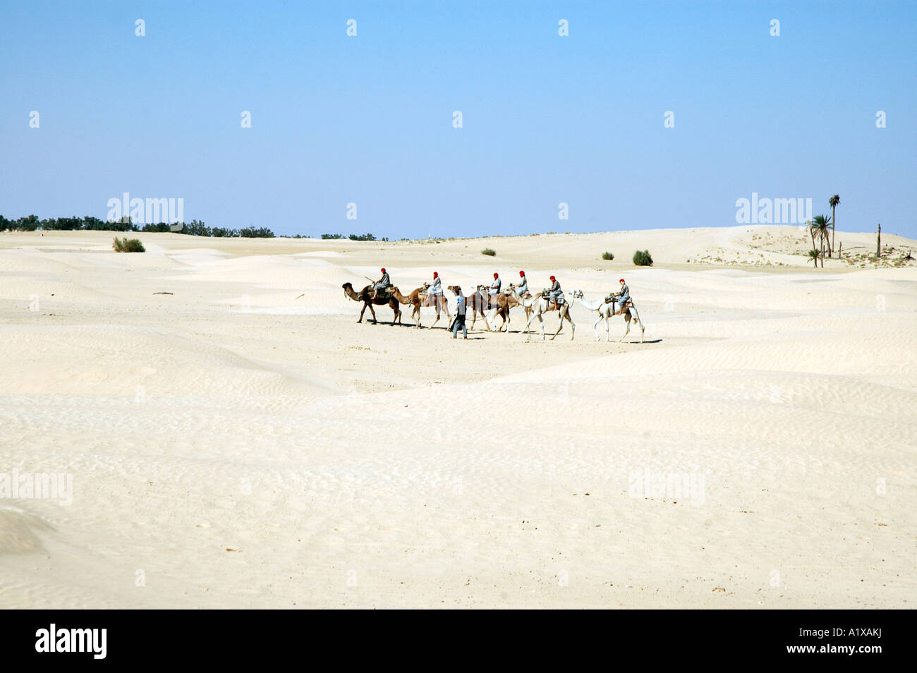 Tour on camels in Douz oasis in Tunisia, Sahara Desert Stock Photo - Alamy