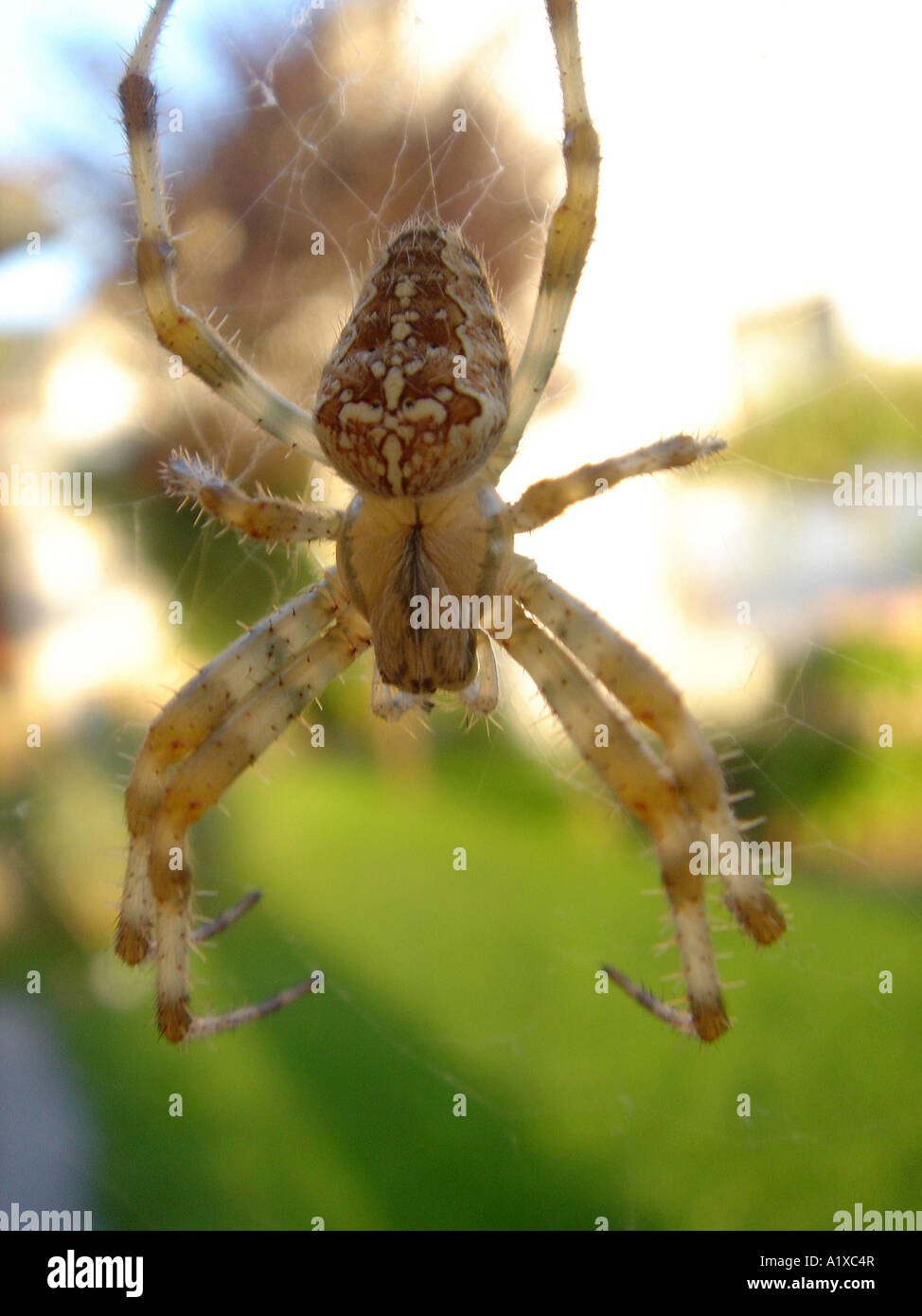 Illustrations Spiders High Resolution Stock Photography and Images - Alamy