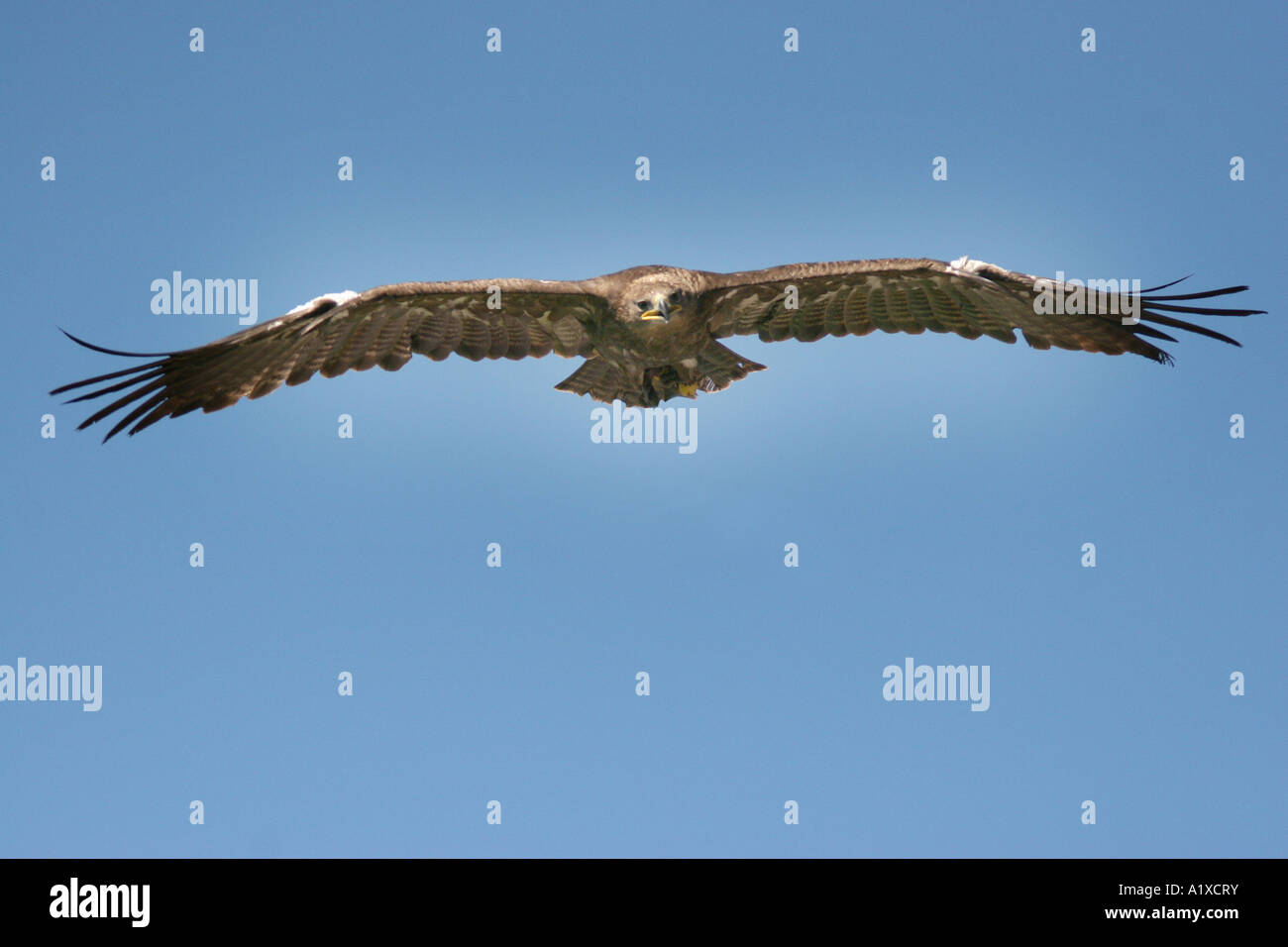 falcon is flying Stock Photo - Alamy