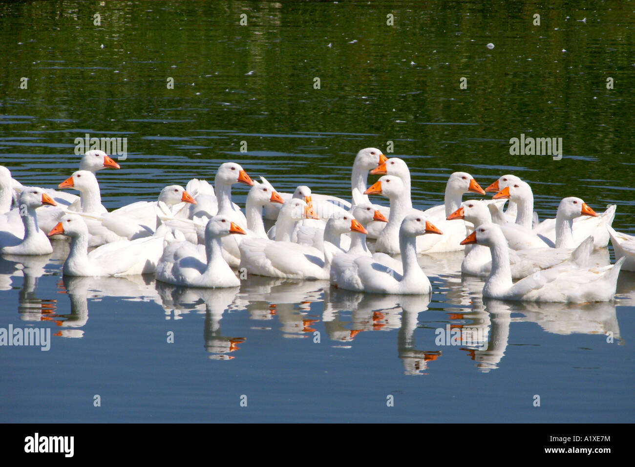 Lakes and biological waters hi-res stock photography and images - Alamy