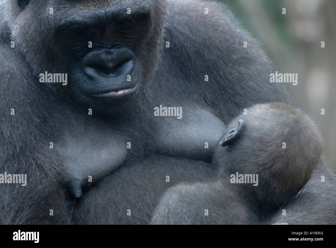 Baby gorilla nursing Stock Photo - Alamy