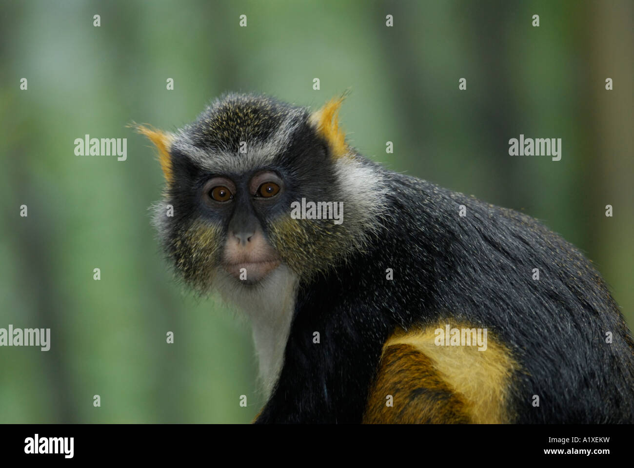 Cercopithecus hi-res stock photography and images - Alamy