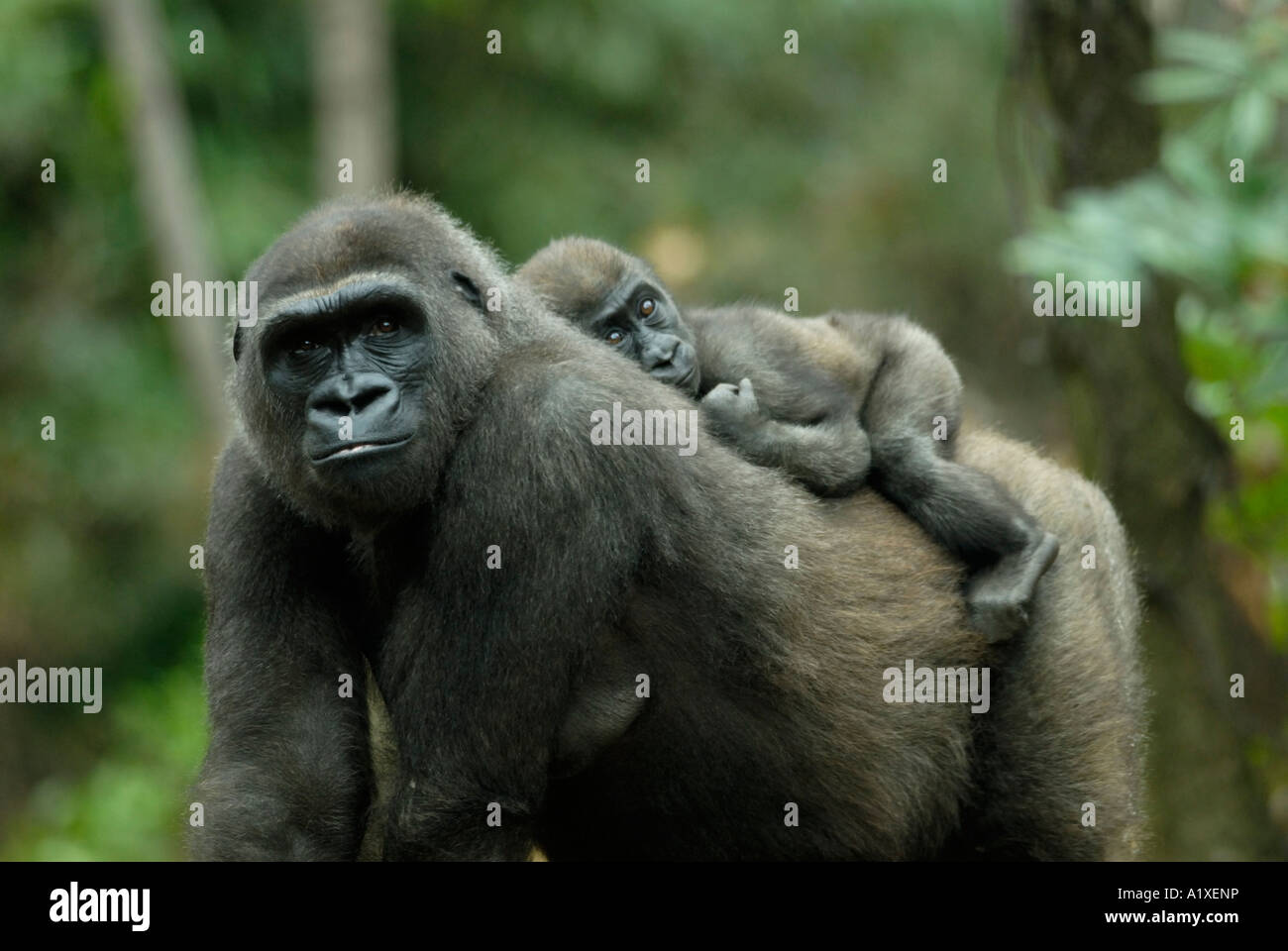 Gorillas hi-res stock photography and images - Alamy