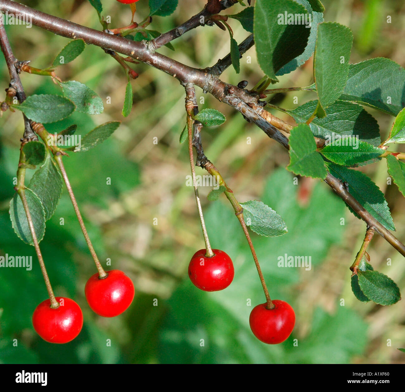 Sour Cherry Prunus cerasus fruit Stock Photo - Alamy