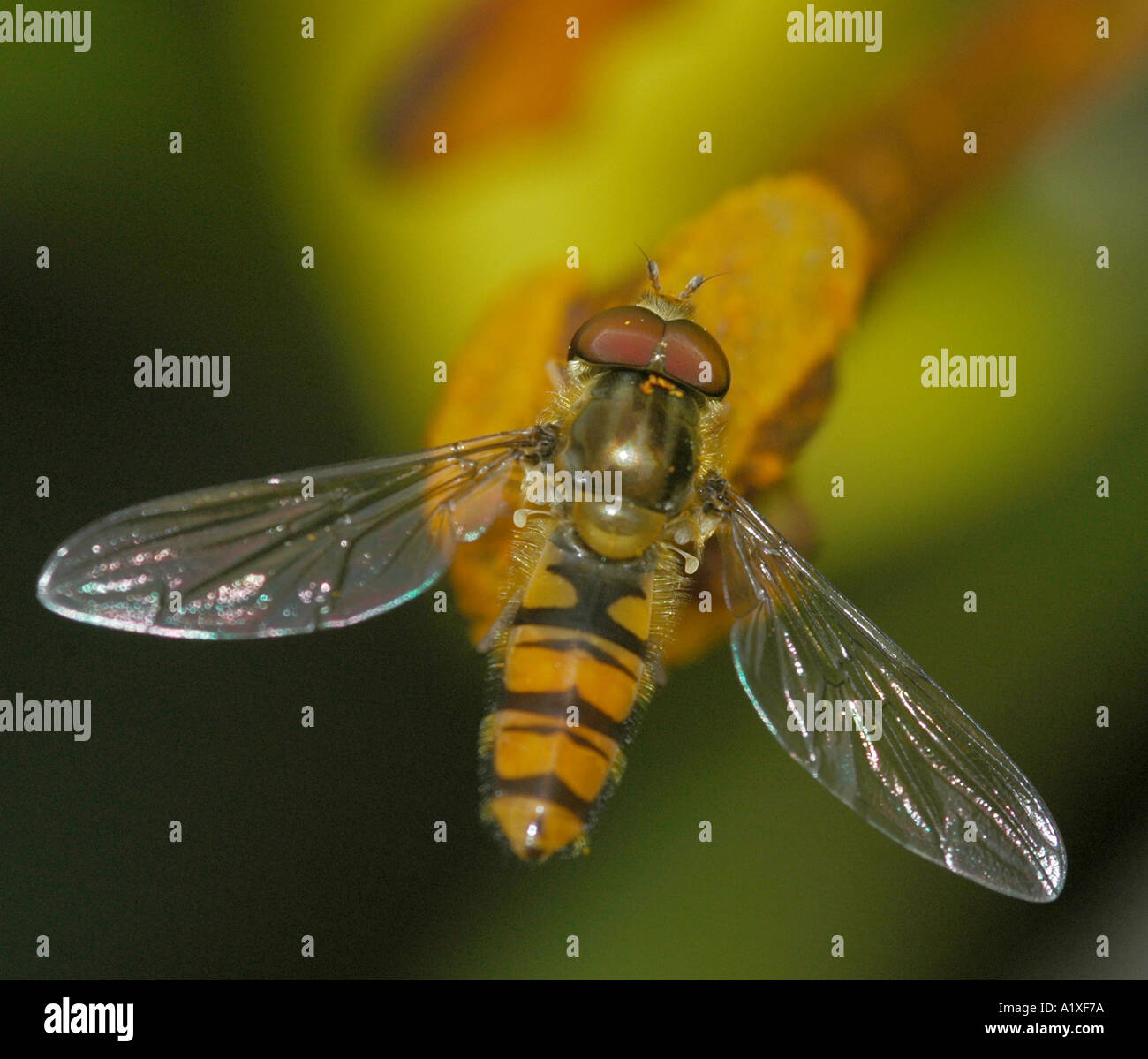Black hoverfly hi-res stock photography and images - Alamy