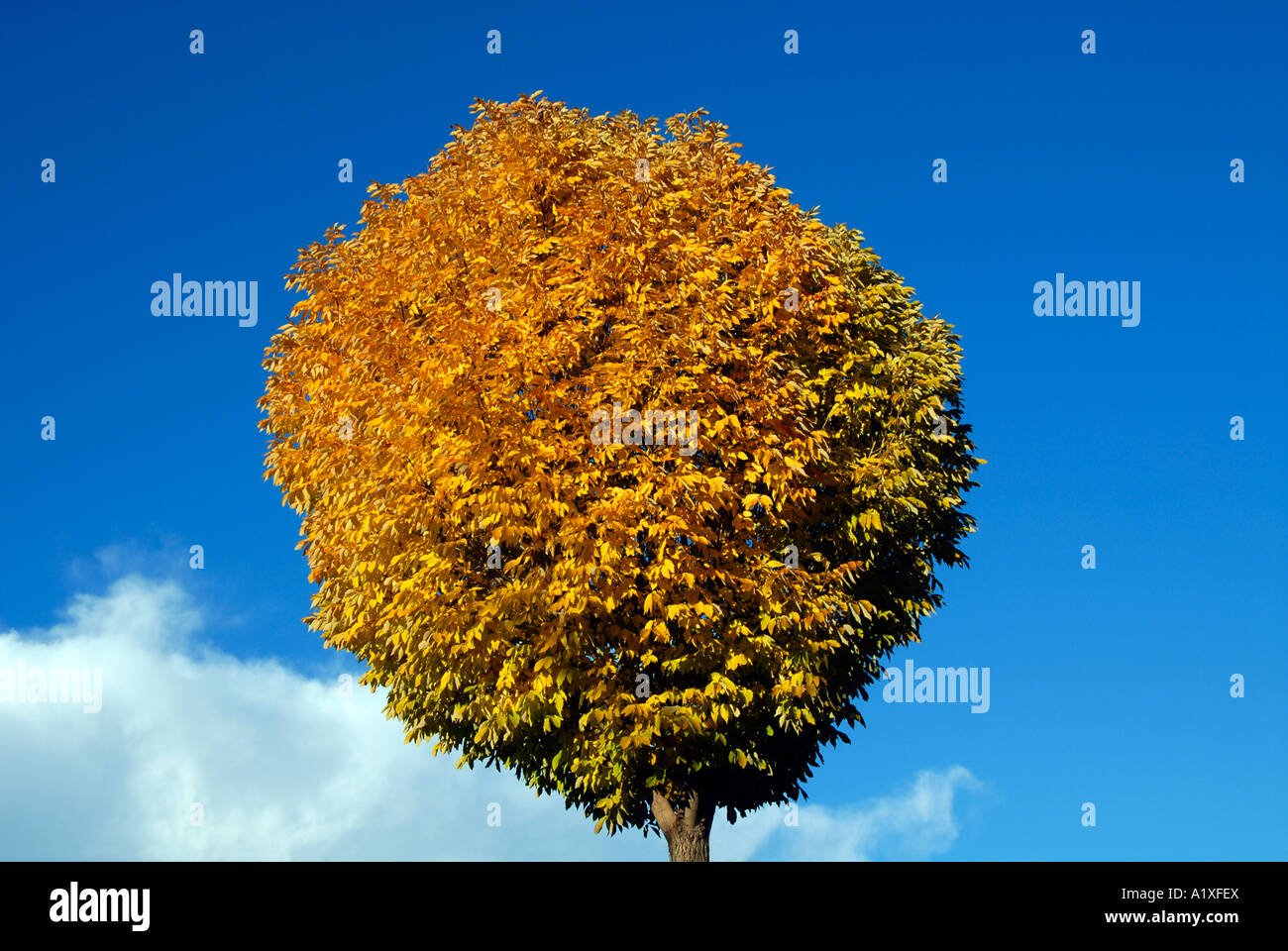 Golden yellow Autum/Fall colour/color displayed by this ball shaped ...