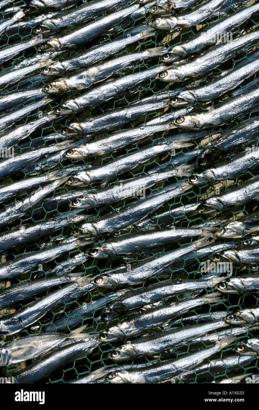 SUN DRYING FISH ITO JAPAN Stock Photo - Alamy