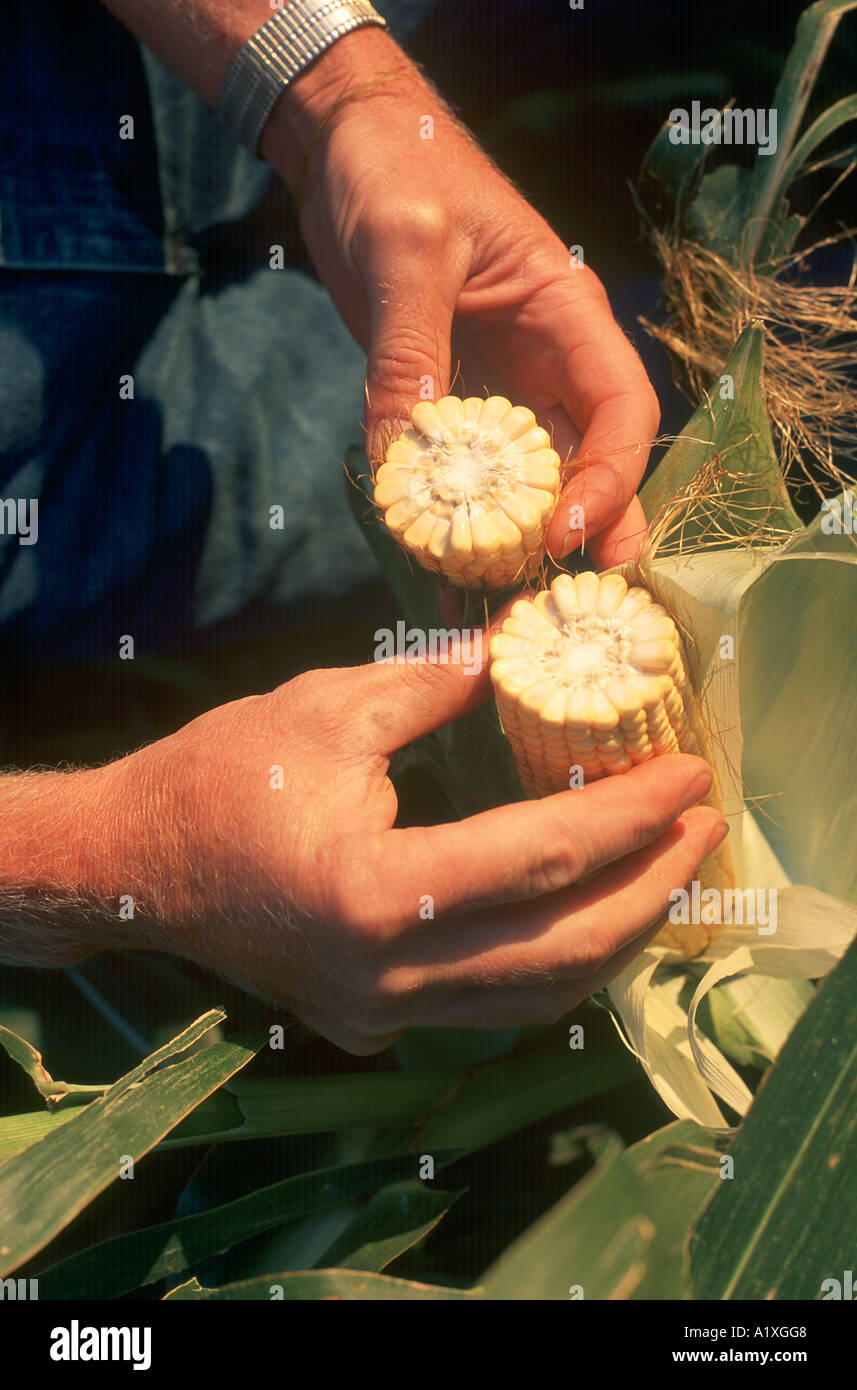 Farmer check corn in Colorado field Stock Photo - Alamy