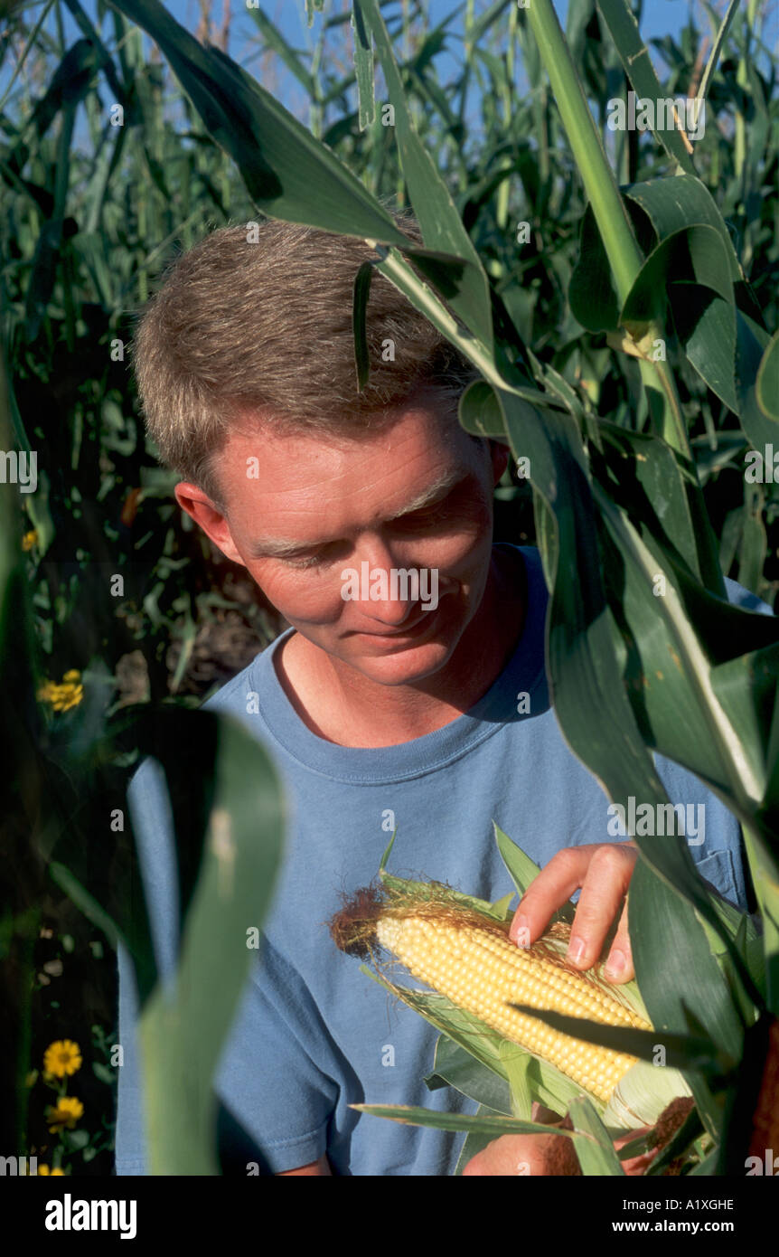 Colorado farmer checks plants in corn field Stock Photo - Alamy