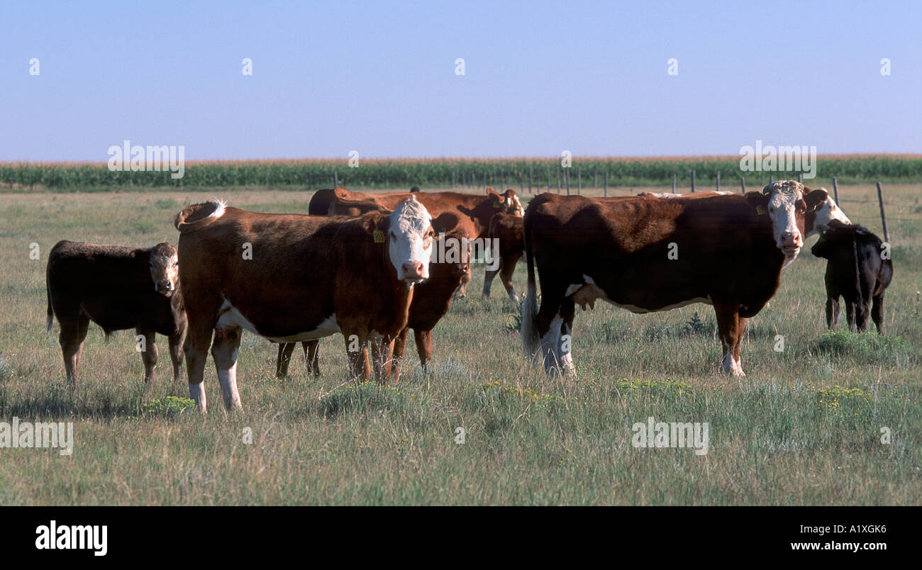 Cattle in Colorado Stock Photo - Alamy