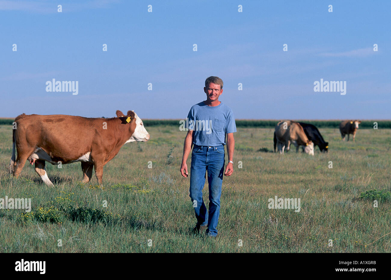 Colorado farmer walks among cattle Stock Photo - Alamy