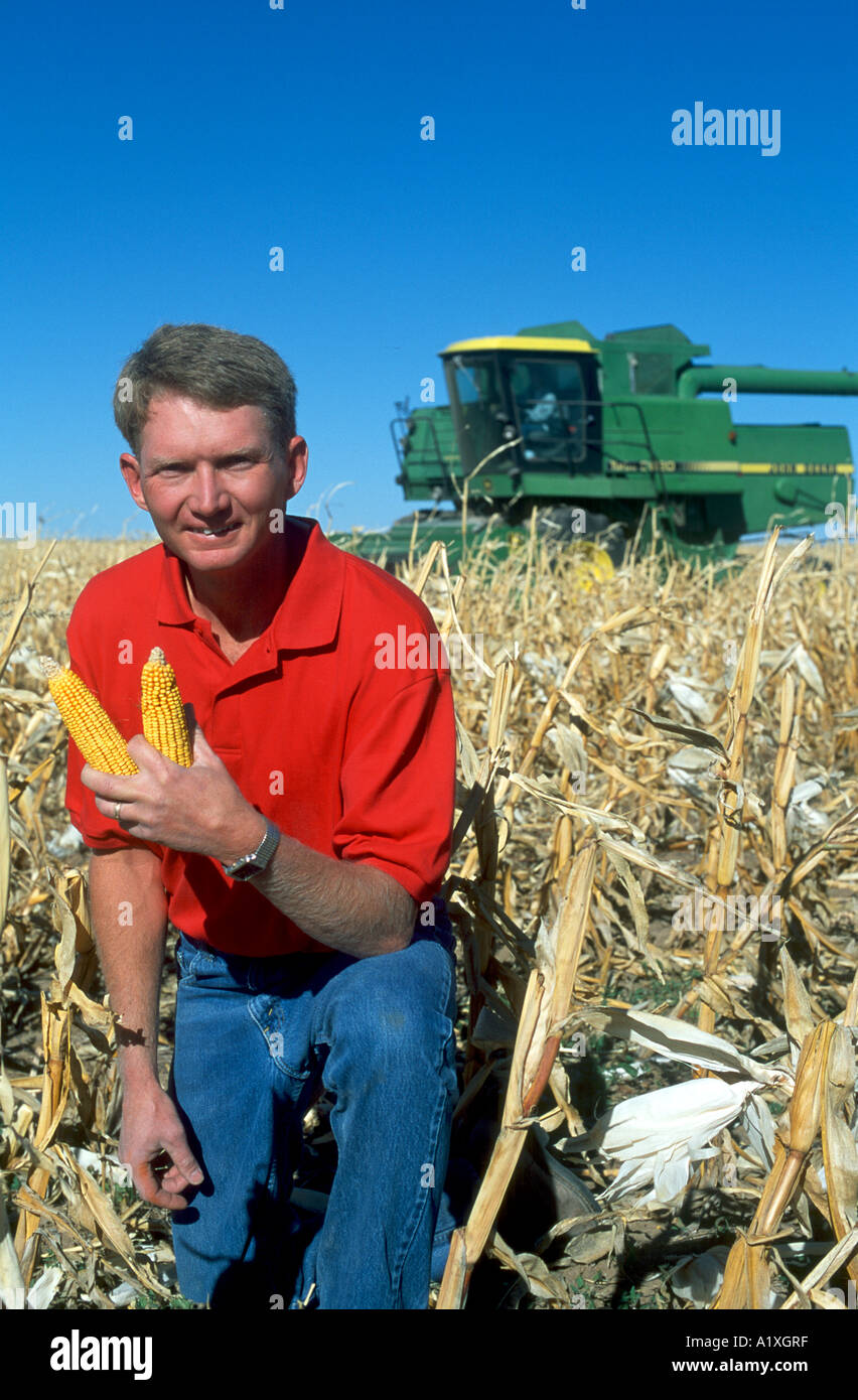 Colorado farmer checks corn in field during harvest season Stock Photo ...