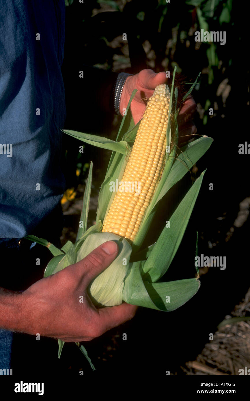 Colorado farmer checks corn in field Stock Photo - Alamy