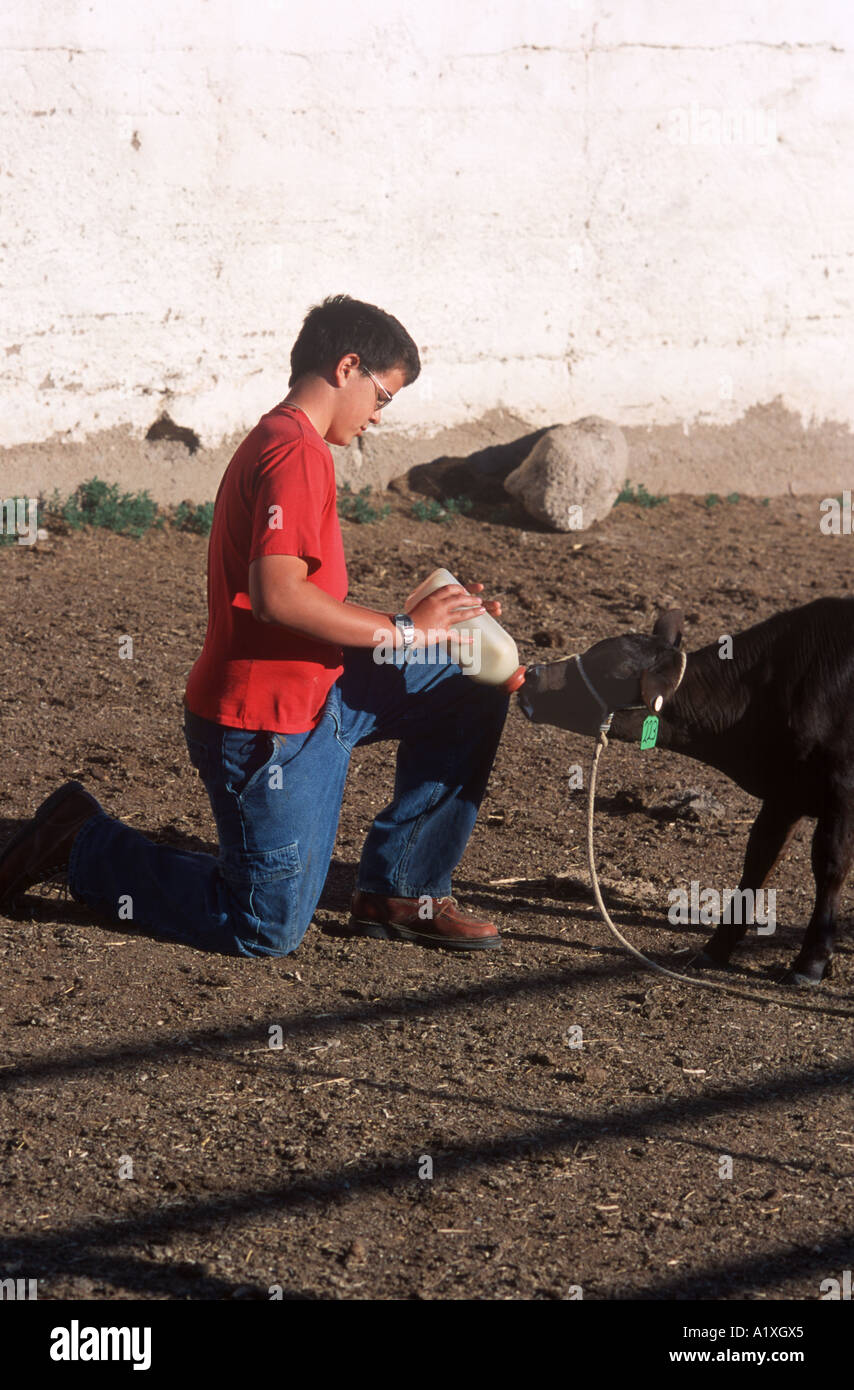 Teenager farm animals hi-res stock photography and images - Alamy