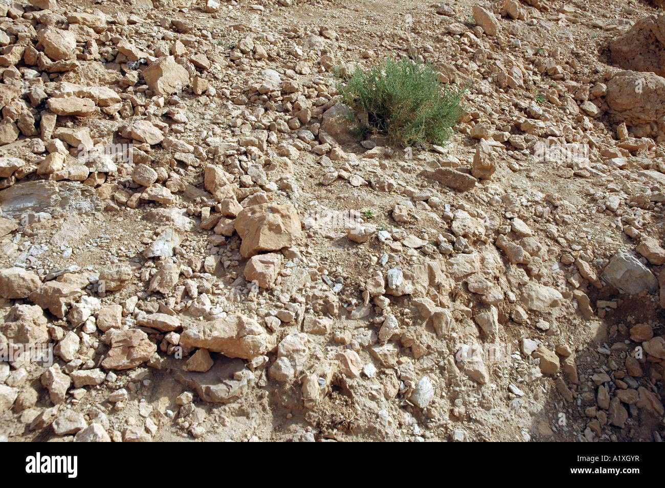 Dried ground in Chebika oasis in Saharian Atlas mountains, Tunisia ...