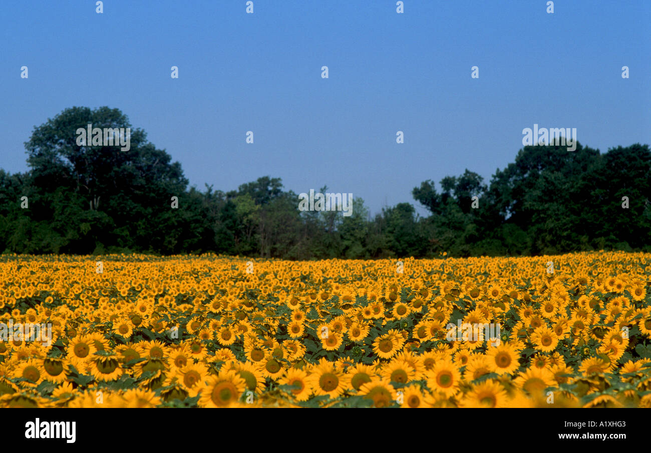 sunflower field just north of Columbus, Ohio Stock Photo - Alamy