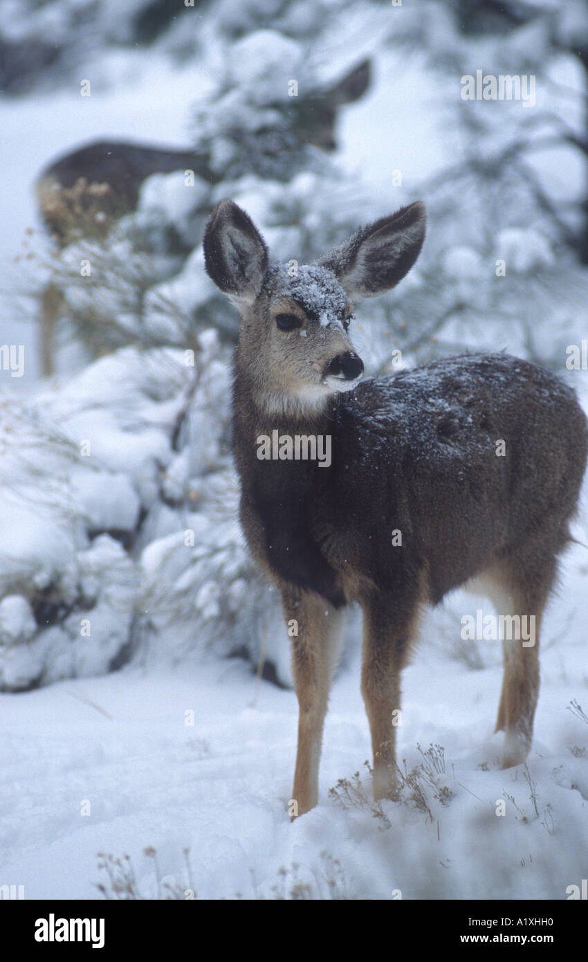 Alert mule deer at Grand Canyon Arizona in winter Stock Photo - Alamy