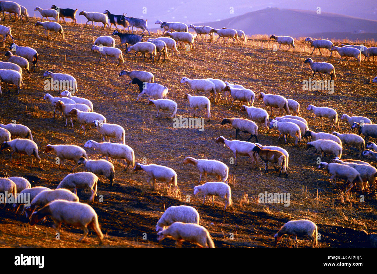 sheep flock in Sicily Italy Stock Photo - Alamy
