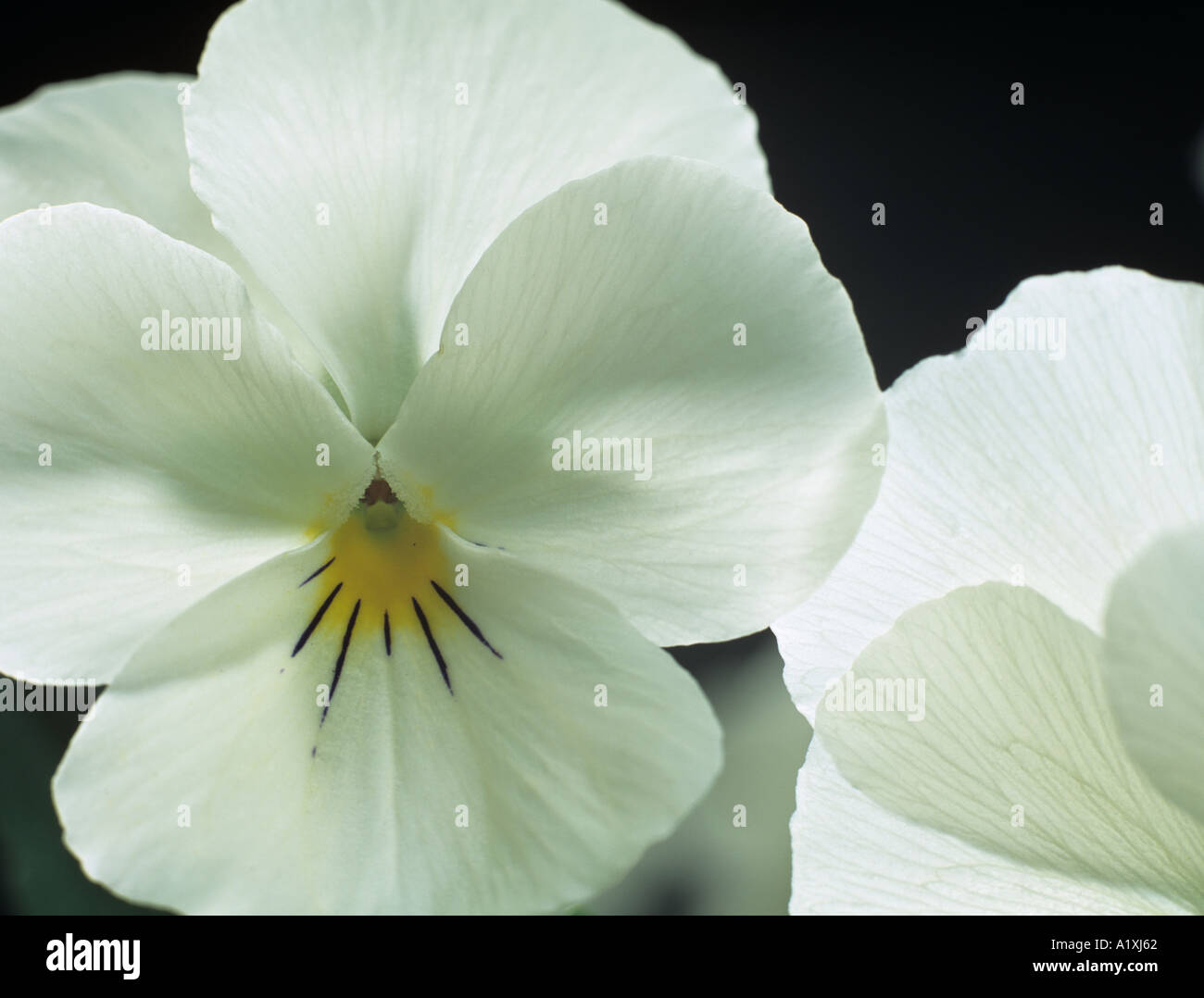 Princess back hi-res stock photography and images - Alamy