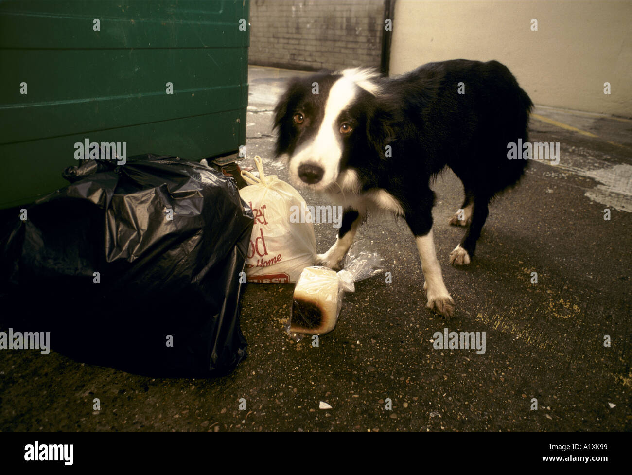 Rummaging through rubbish hi-res stock photography and images - Alamy