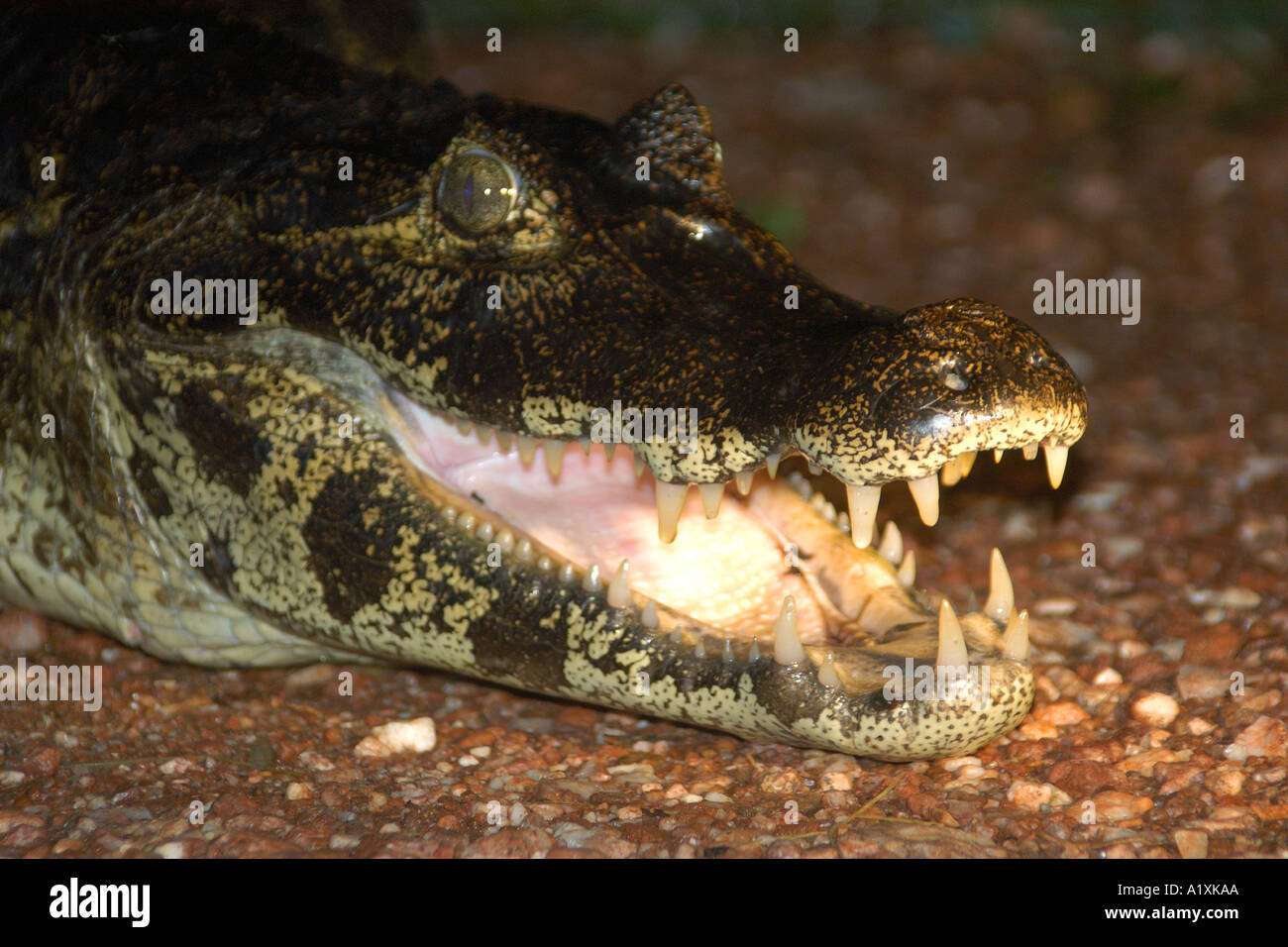 Caiman or jacare Caiman crocodilus yacare at night southern Pantanal ...