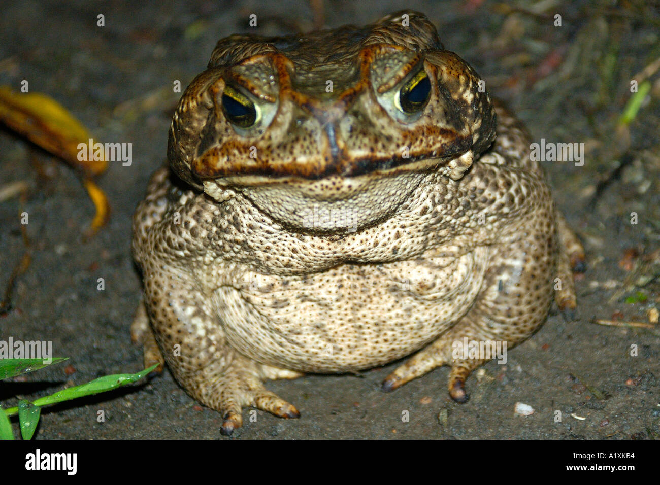 Frog teeth hi-res stock photography and images - Alamy