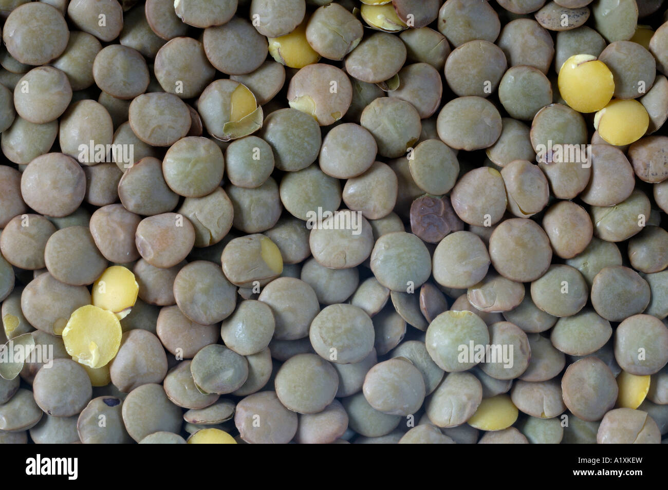 Lens esculenta hi-res stock photography and images - Alamy