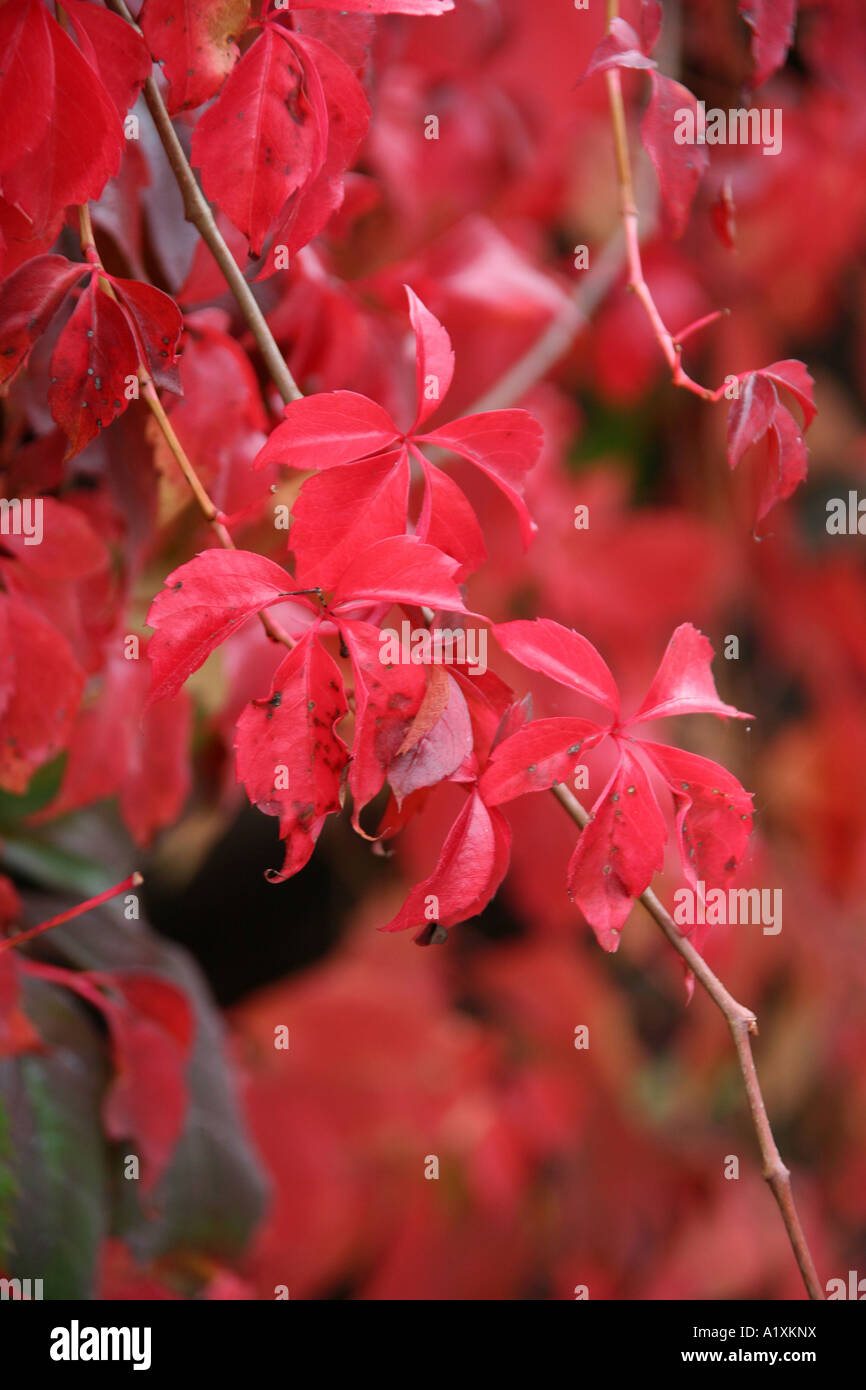 Reddish discoloration hi-res stock photography and images - Alamy