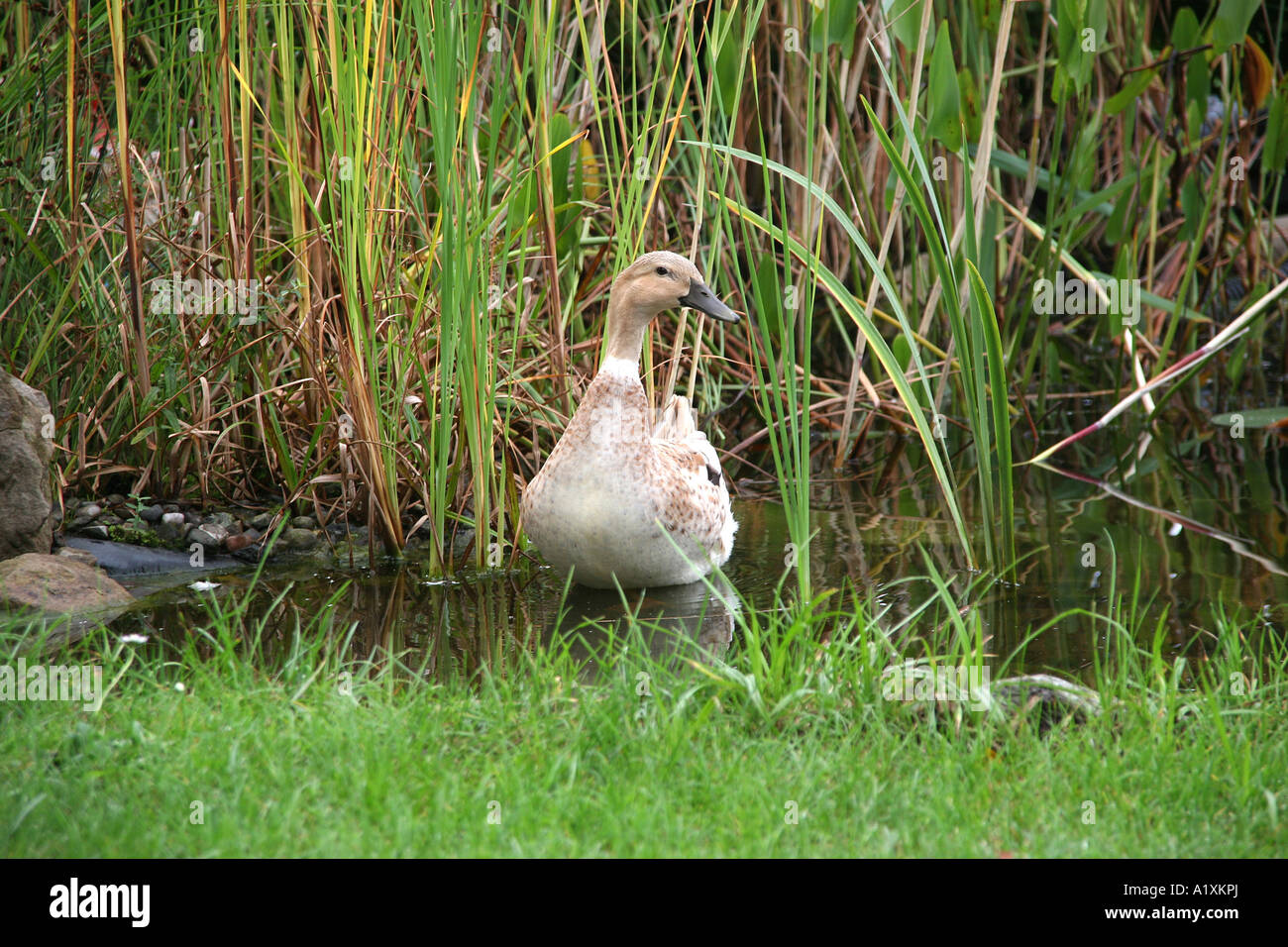 Reeds And Tubes High Resolution Stock Photography and Images - Alamy