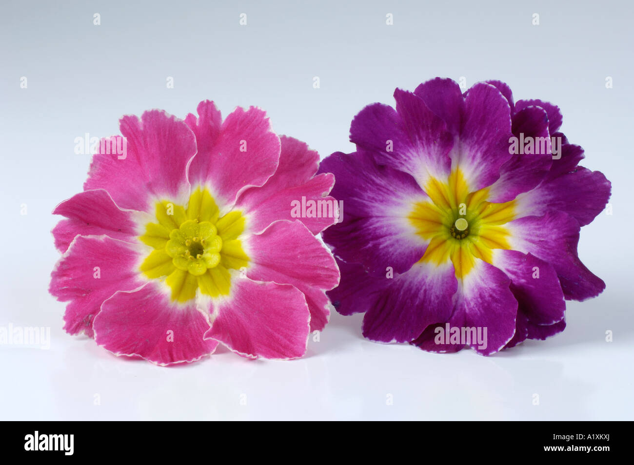 German Primrose blossom Primula obconica Stock Photo - Alamy