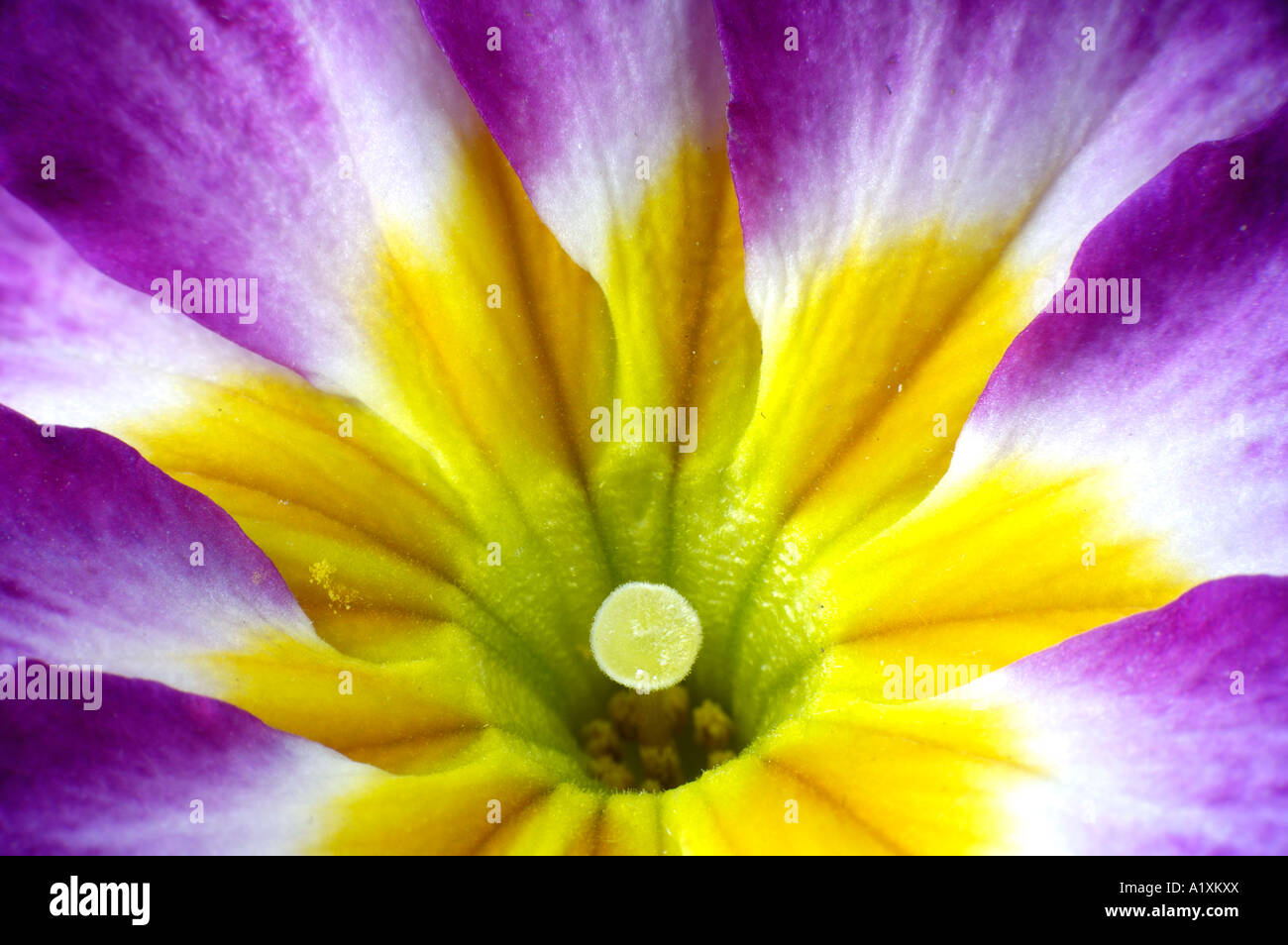 German Primrose blossom Primula obconica Stock Photo - Alamy
