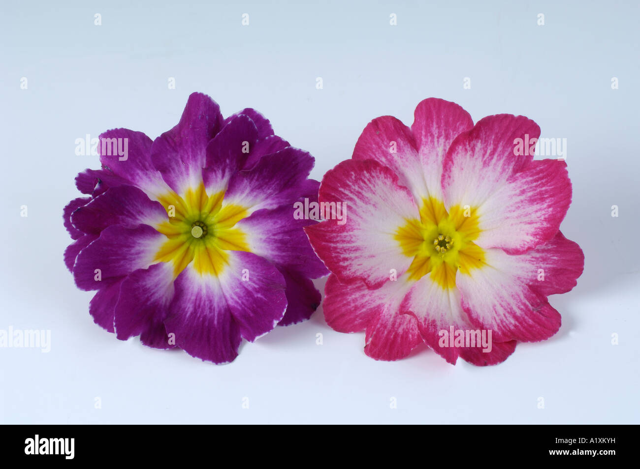 German Primrose blossom Primula obconica Stock Photo - Alamy
