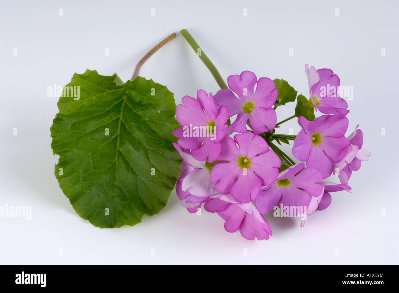 German primrose blossom primula obconica hi-res stock photography and ...