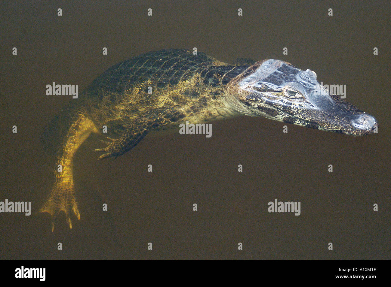 Caiman or jacare Caiman crocodilus yacare floating on water surface ...