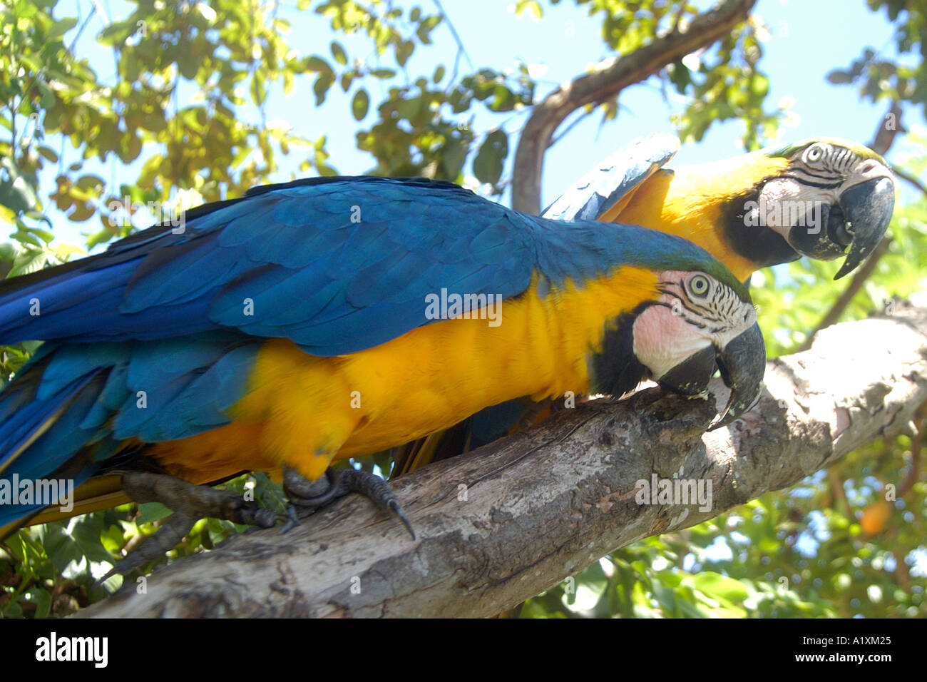 Bird on mango tree hi-res stock photography and images - Alamy