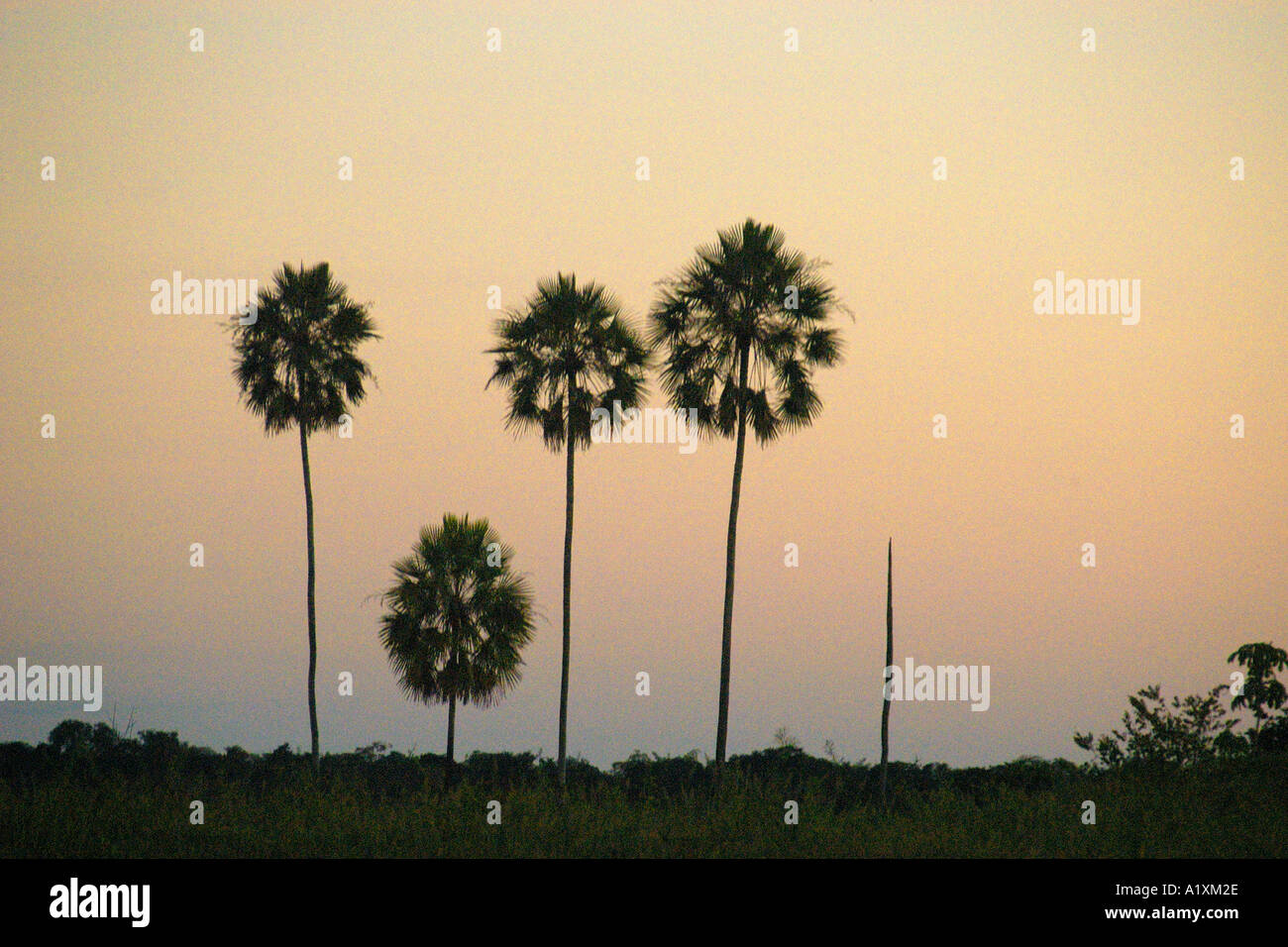 Pantanal palm or caranda Copernica alba at dusk southern Pantanal Mato ...