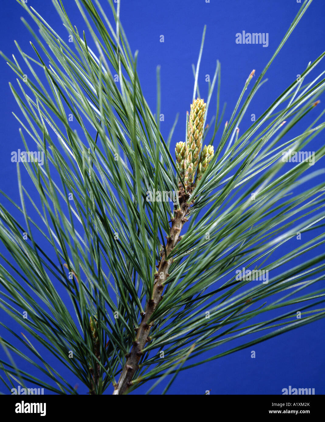White Pine Buds