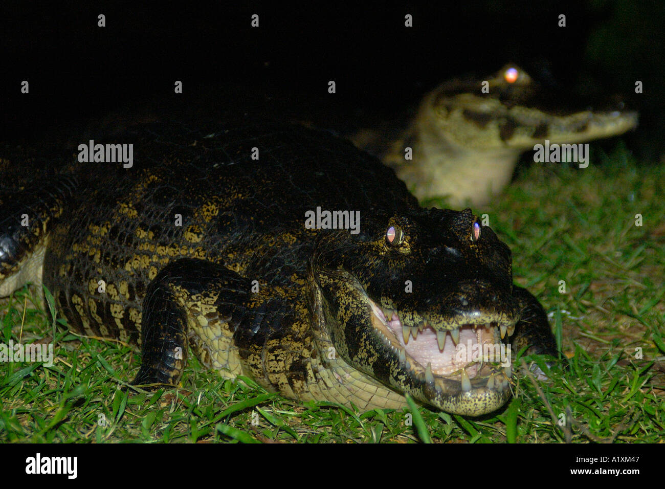 Caiman or jacare Caiman crocodilus yacare at night southern Pantanal ...