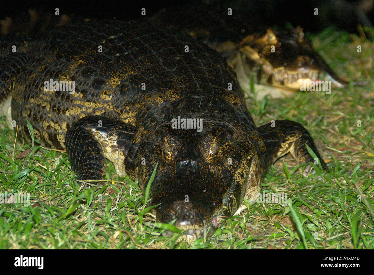 Caiman or jacare Caiman crocodilus yacare at night southern Pantanal ...