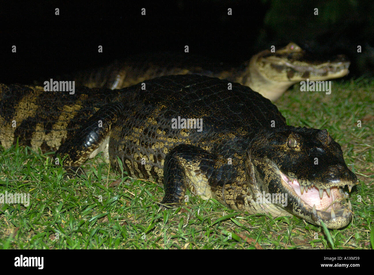 Caiman or jacare Caiman crocodilus yacare at night southern Pantanal ...