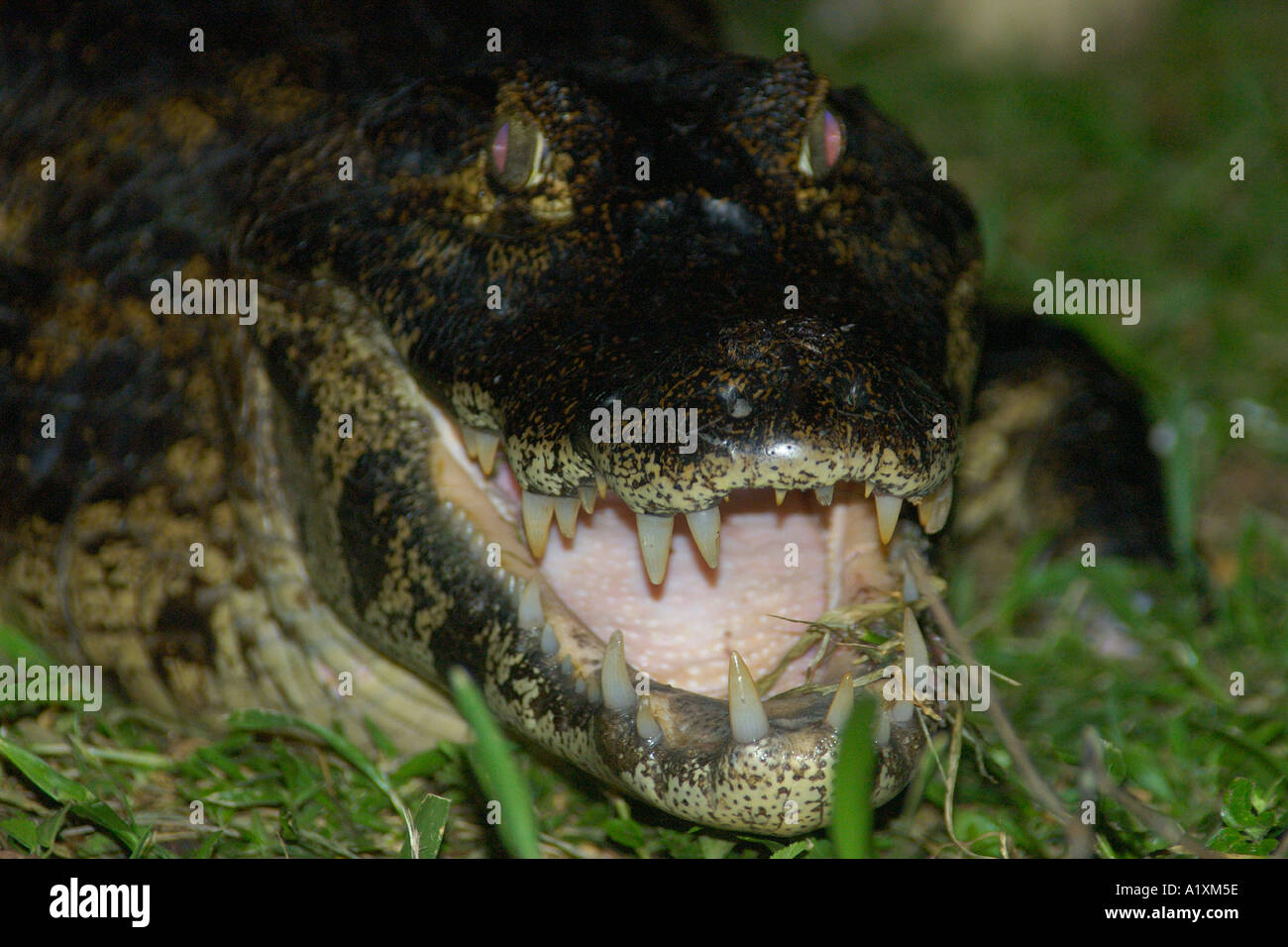 Caiman or jacare Caiman crocodilus yacare at night southern Pantanal ...