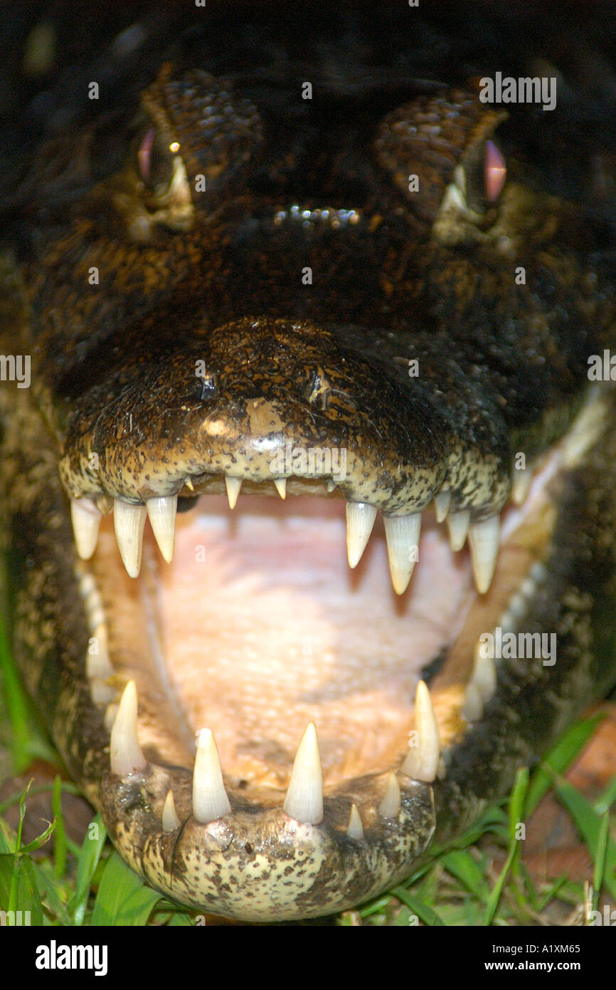 Angry caiman hi-res stock photography and images - Alamy