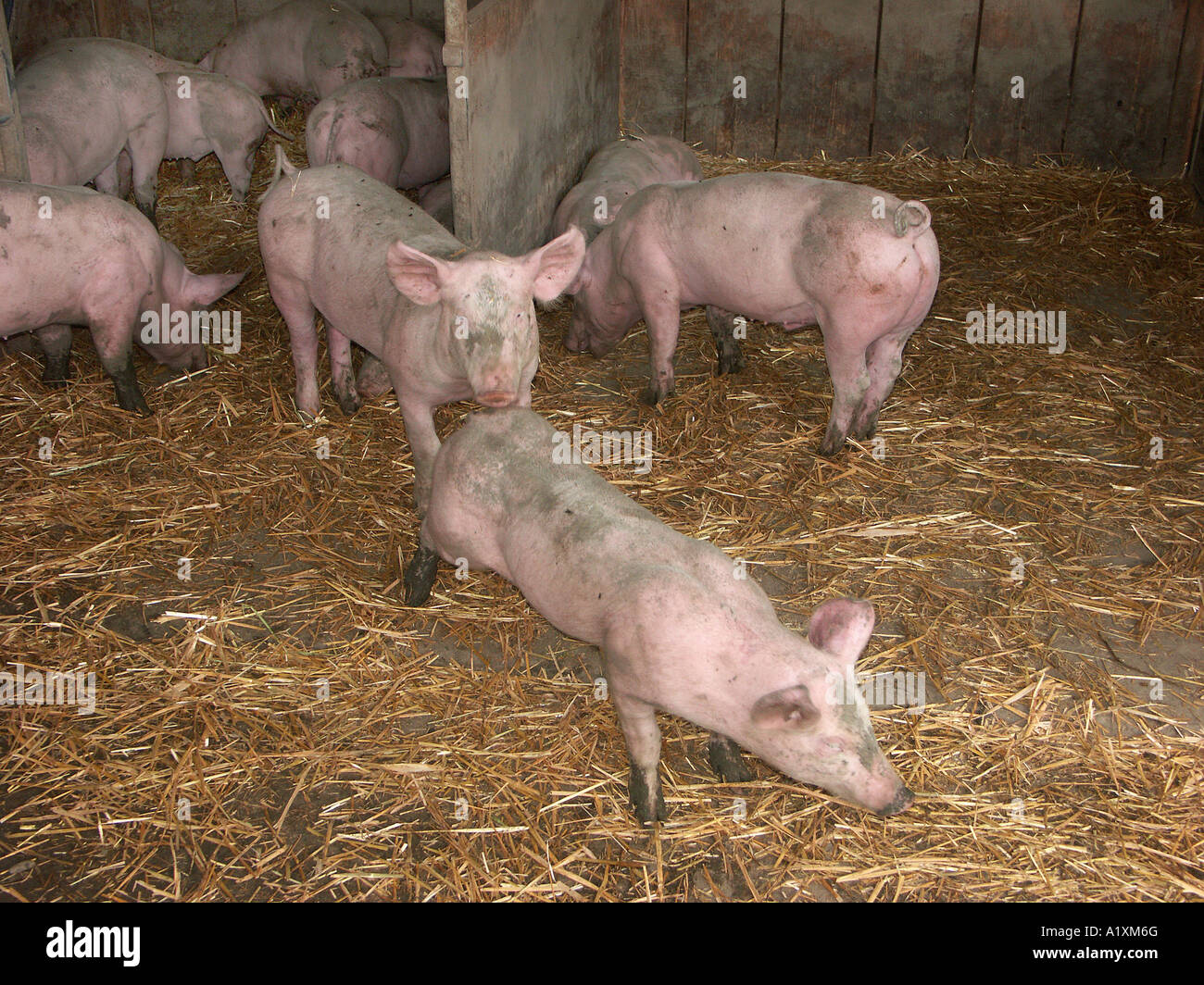 Animal breeding filth hi-res stock photography and images - Alamy
