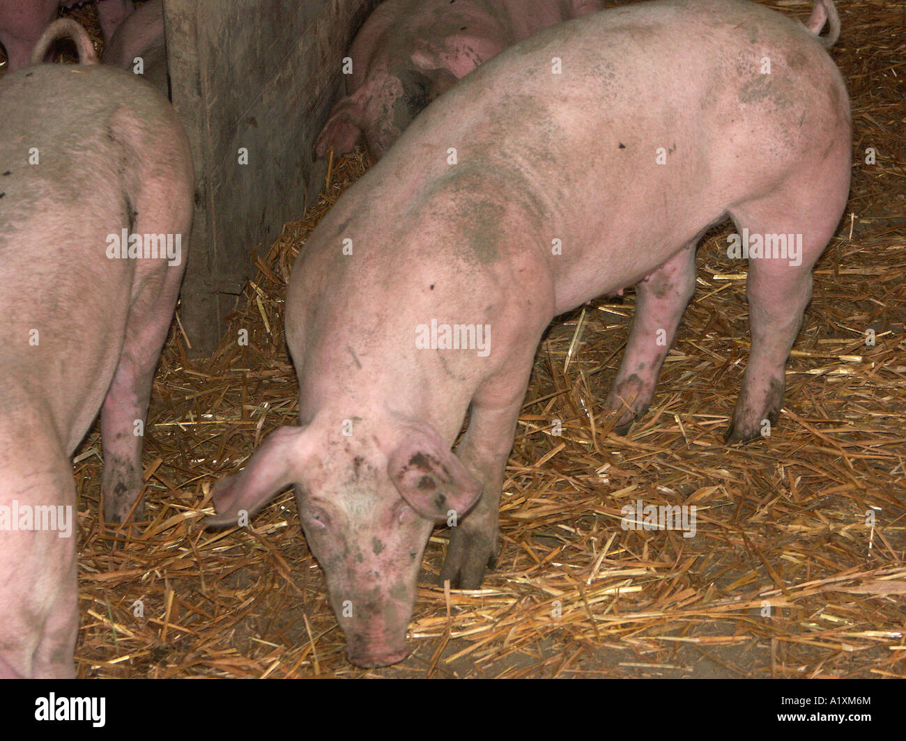 Stock market animal symbols hi-res stock photography and images - Alamy