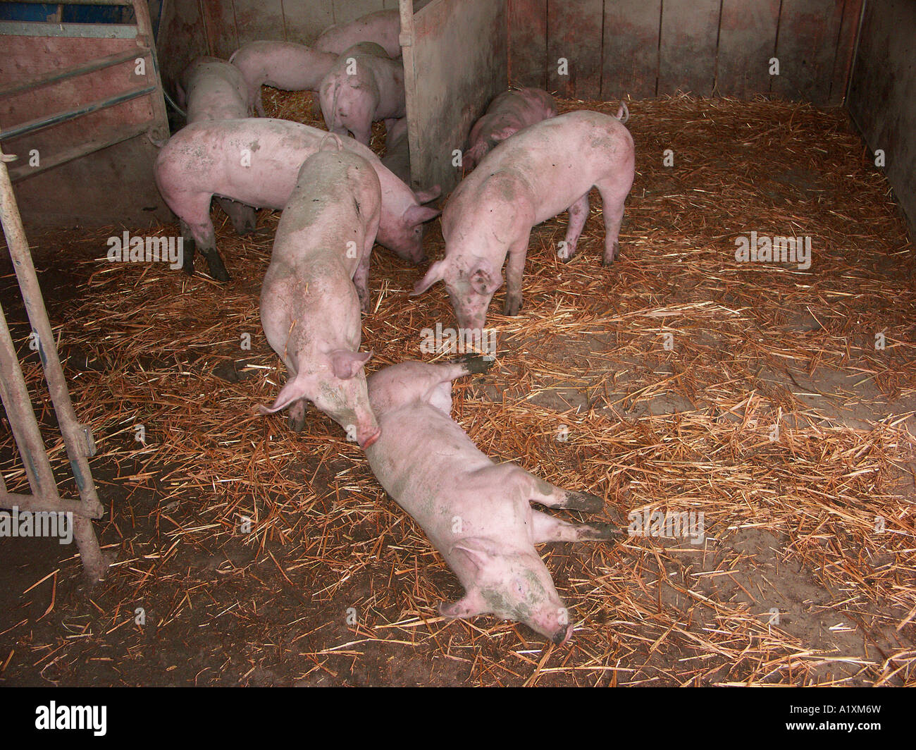 Animal breeding filth hi-res stock photography and images - Alamy