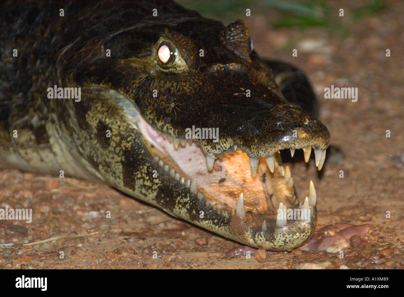 Caiman or jacare Caiman crocodilus yacare at night southern Pantanal ...