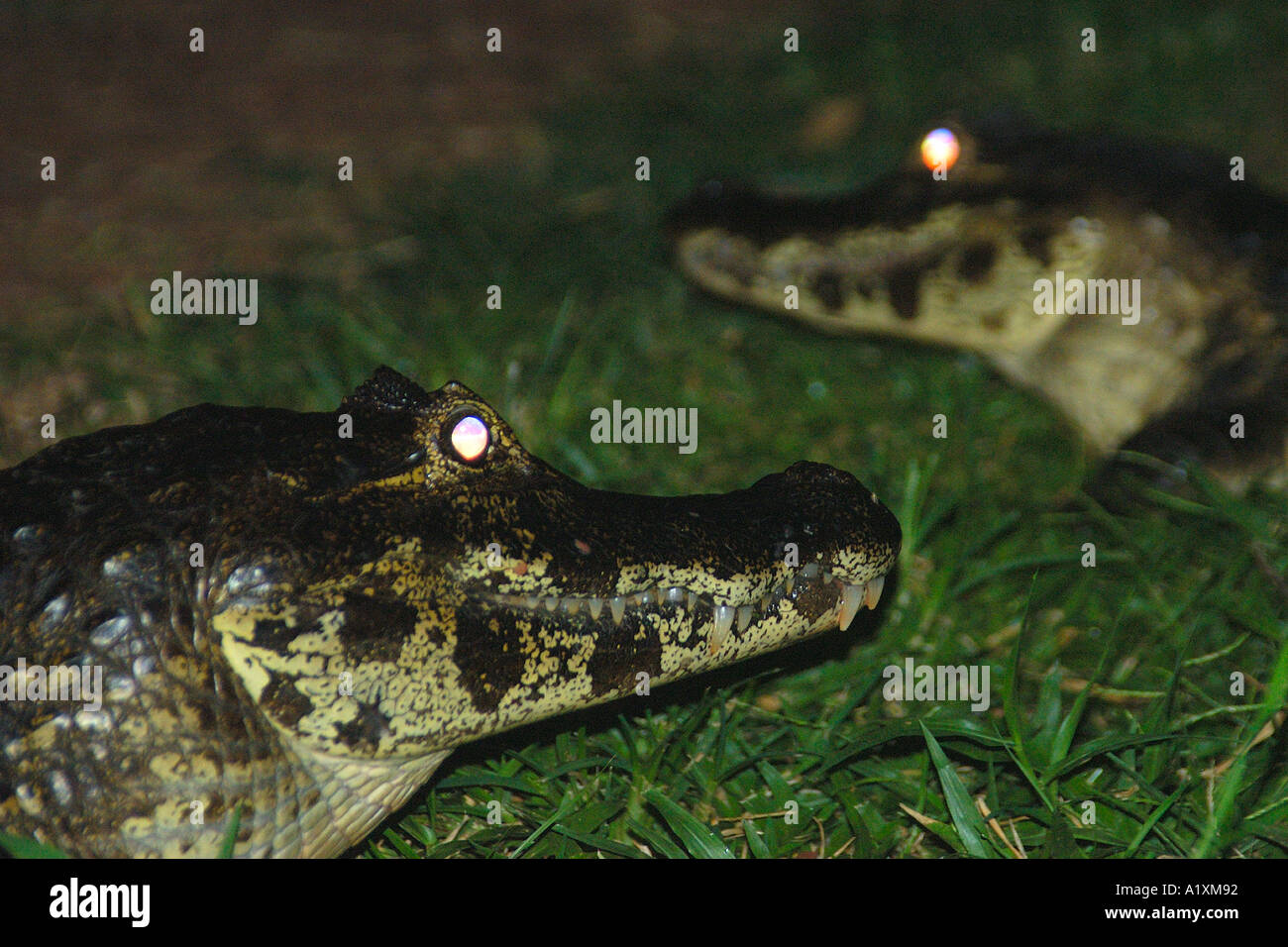 Caiman or jacare Caiman crocodilus yacare at night southern Pantanal ...