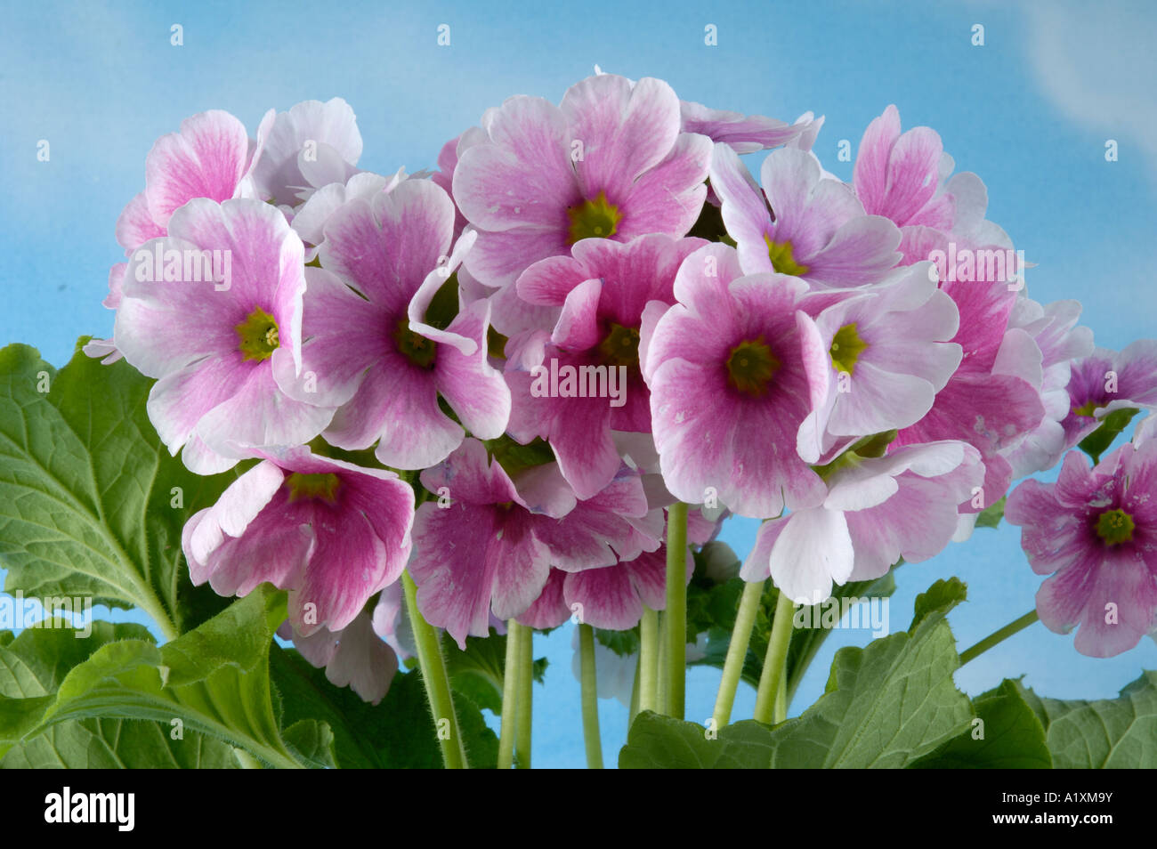 German Primrose blossom Primula obconica Becherprimel Stock Photo - Alamy